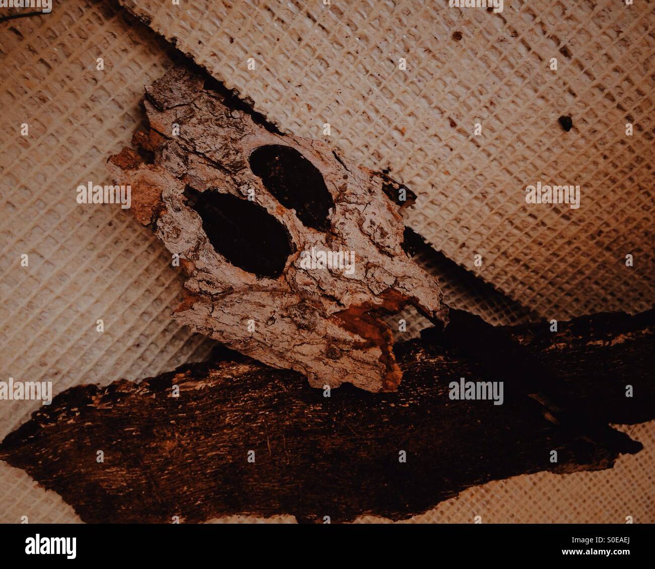 Alien eyes hi-res stock photography and images - Alamy