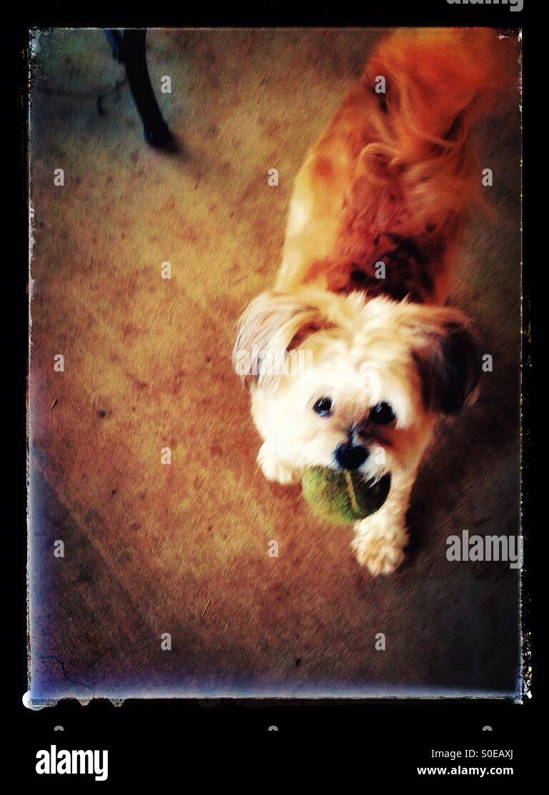 Millie the dog hi-res stock photography and images - Alamy