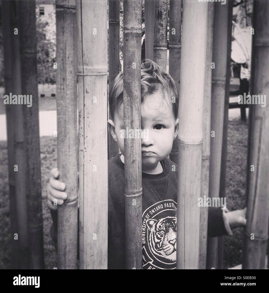 Bamboo fear hi-res stock photography and images - Alamy