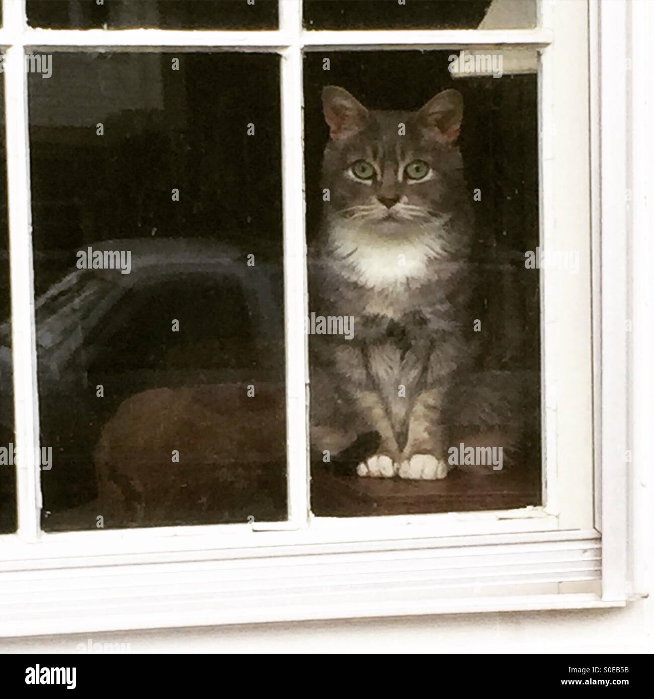 Pet watching window hi-res stock photography and images - Alamy