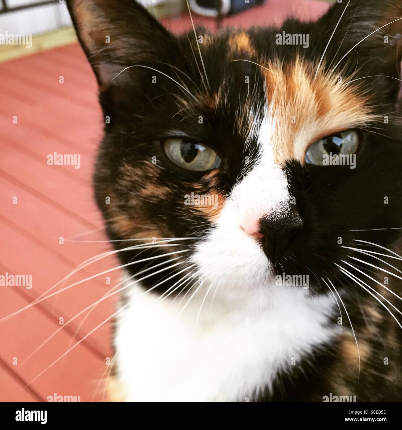 Calico cats hi-res stock photography and images - Alamy