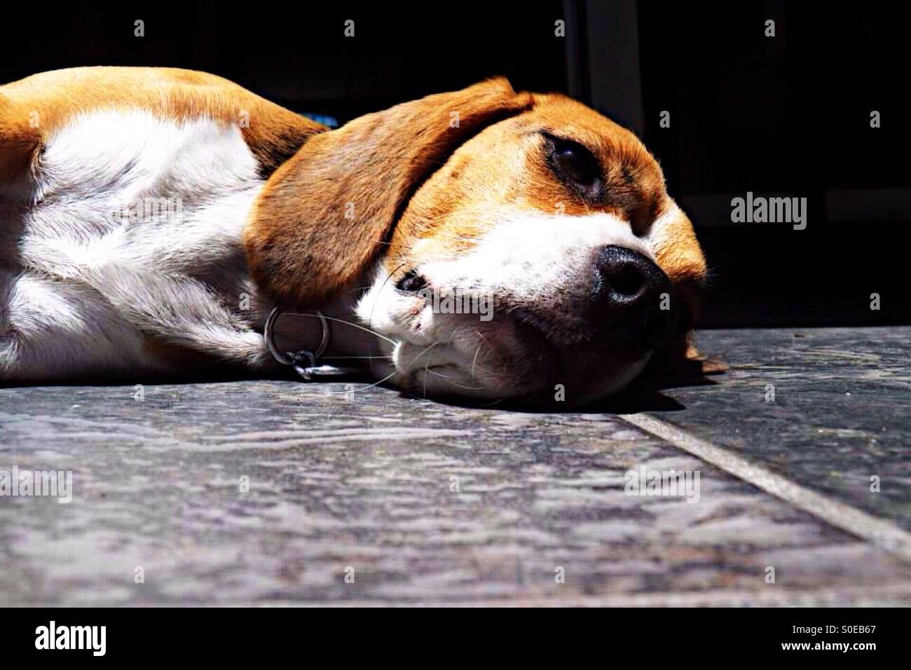 Buster dog hi-res stock photography and images - Alamy