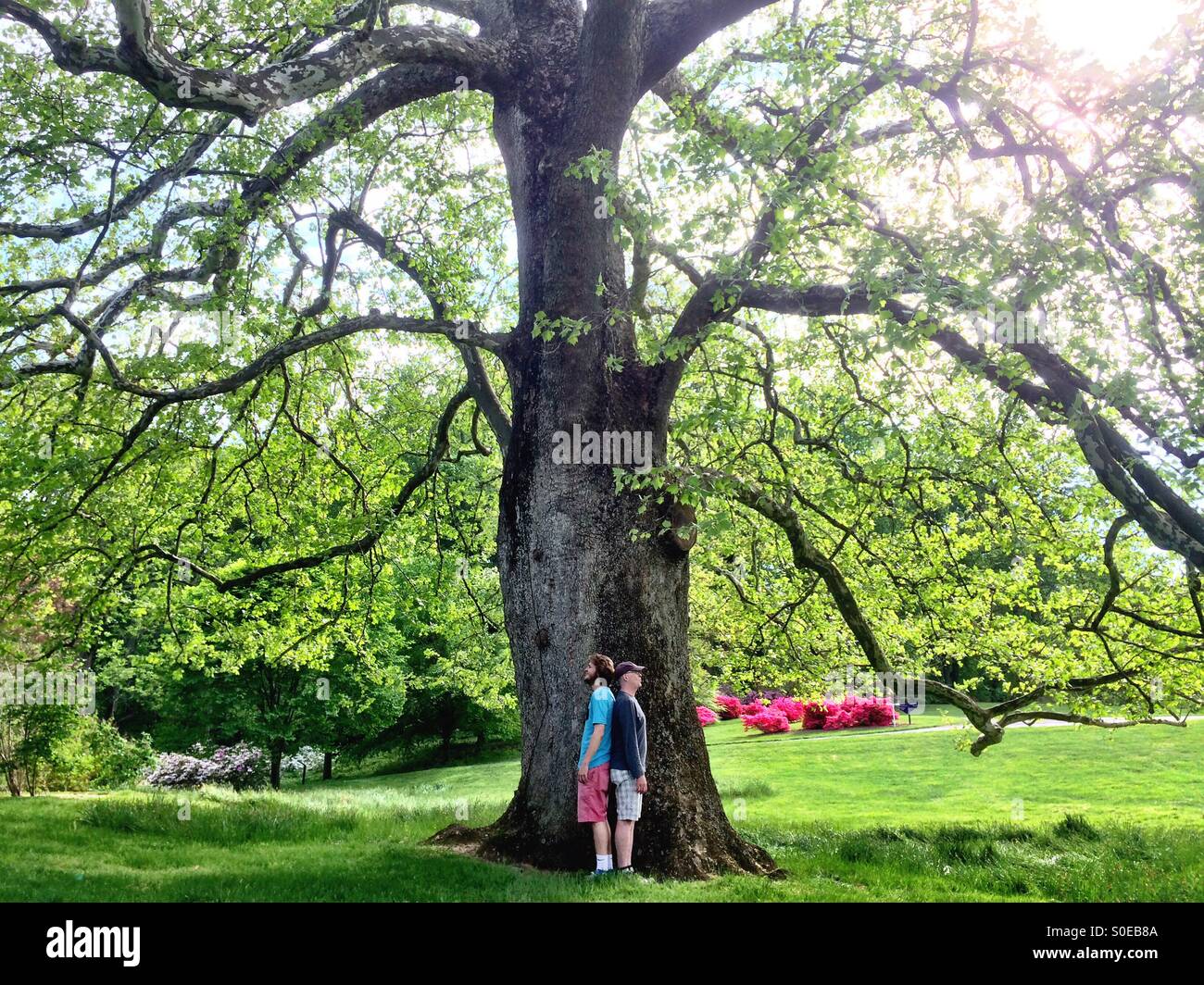 Father and son by giant tree Stock Photo - Alamy