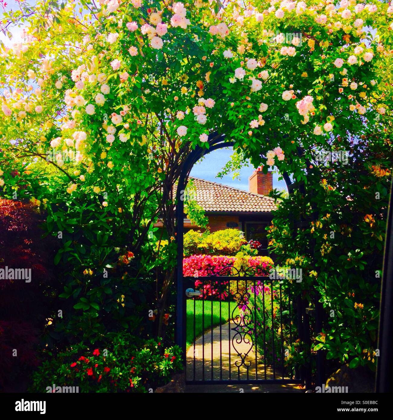 Roses arbor garden trellis hi-res stock photography and images - Alamy