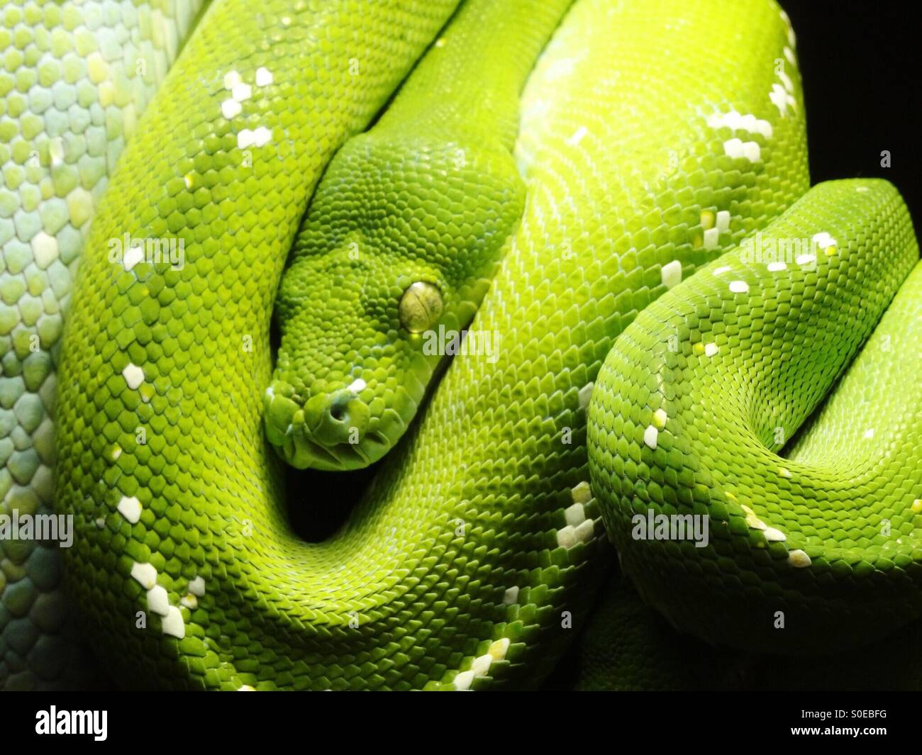 Beautiful green snake hi-res stock photography and images - Alamy