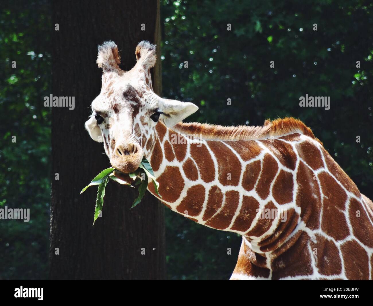 Hungry wildlife hi-res stock photography and images - Alamy