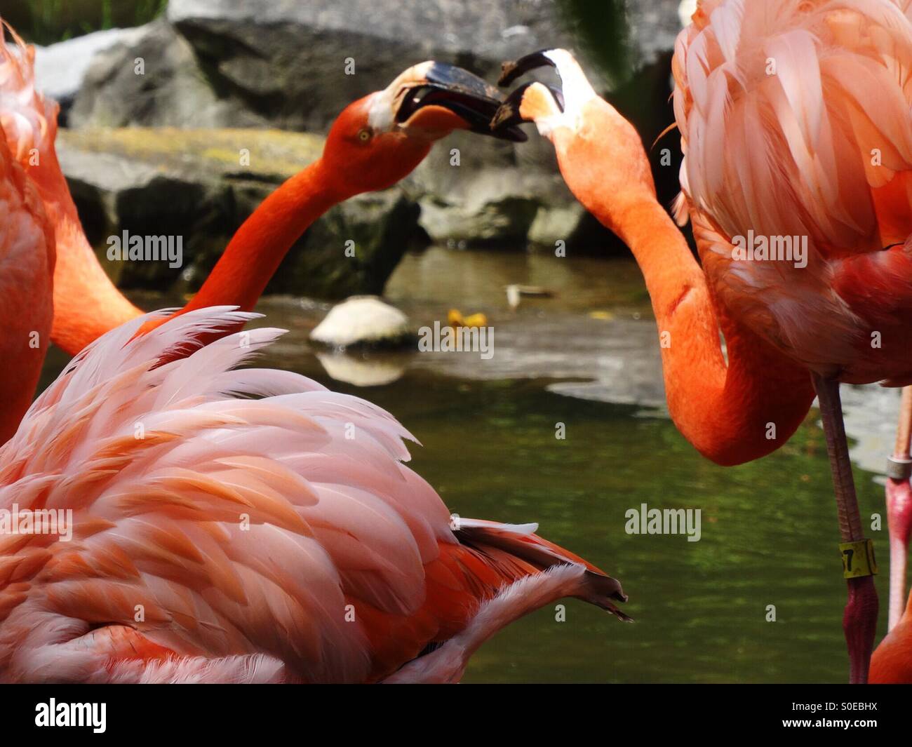 Flamingo fighting hi-res stock photography and images - Alamy