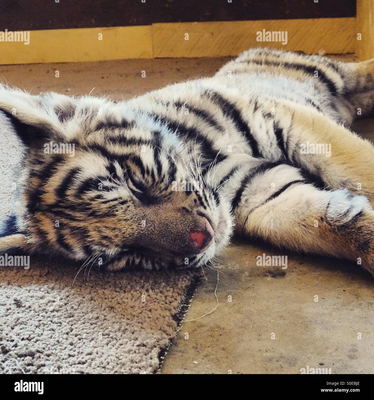 Baby Tigers Sleeping