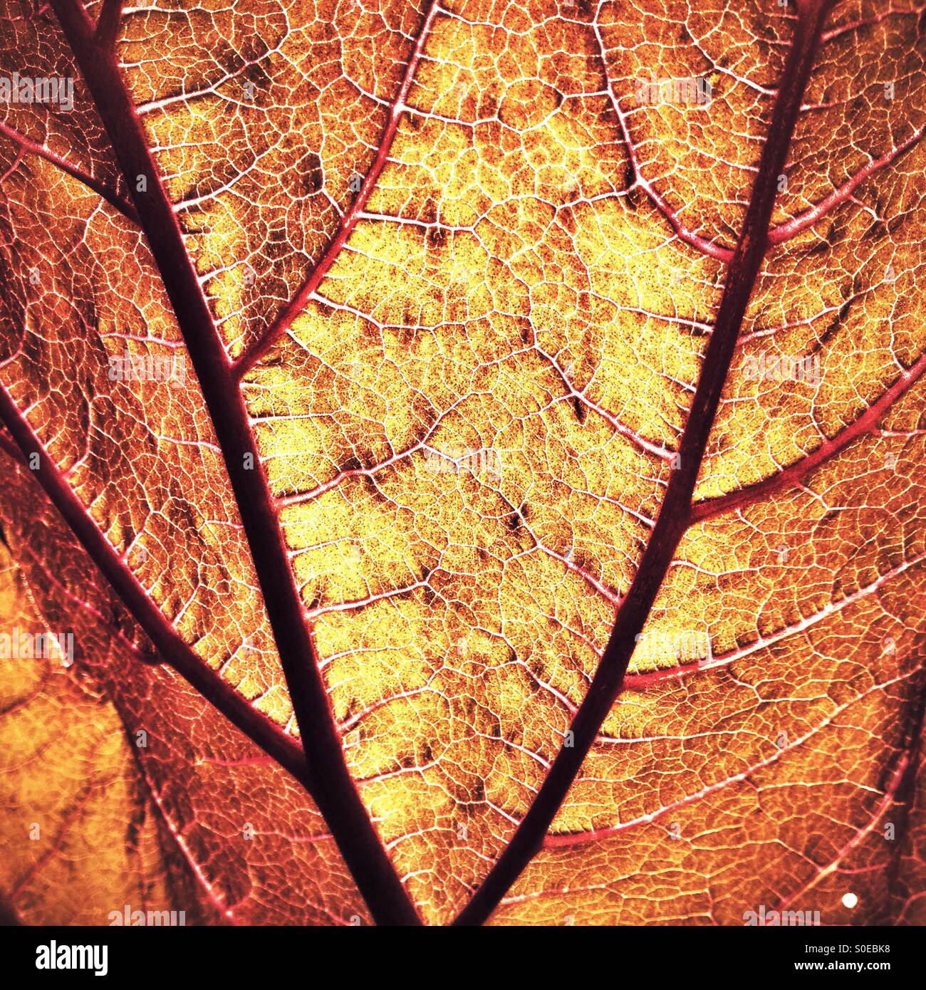 A backlit leaf Stock Photo - Alamy