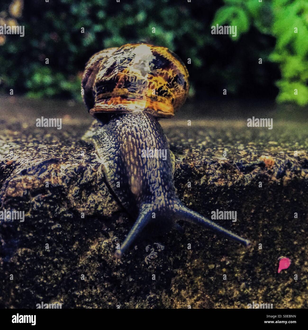 Snail going over the edge of a step Stock Photo - Alamy