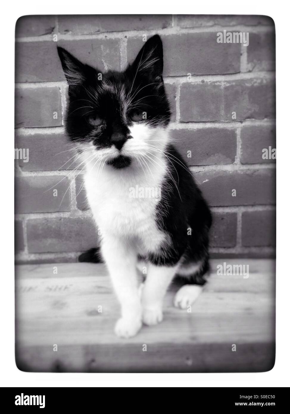 Elderly with cat hi-res stock photography and images - Alamy