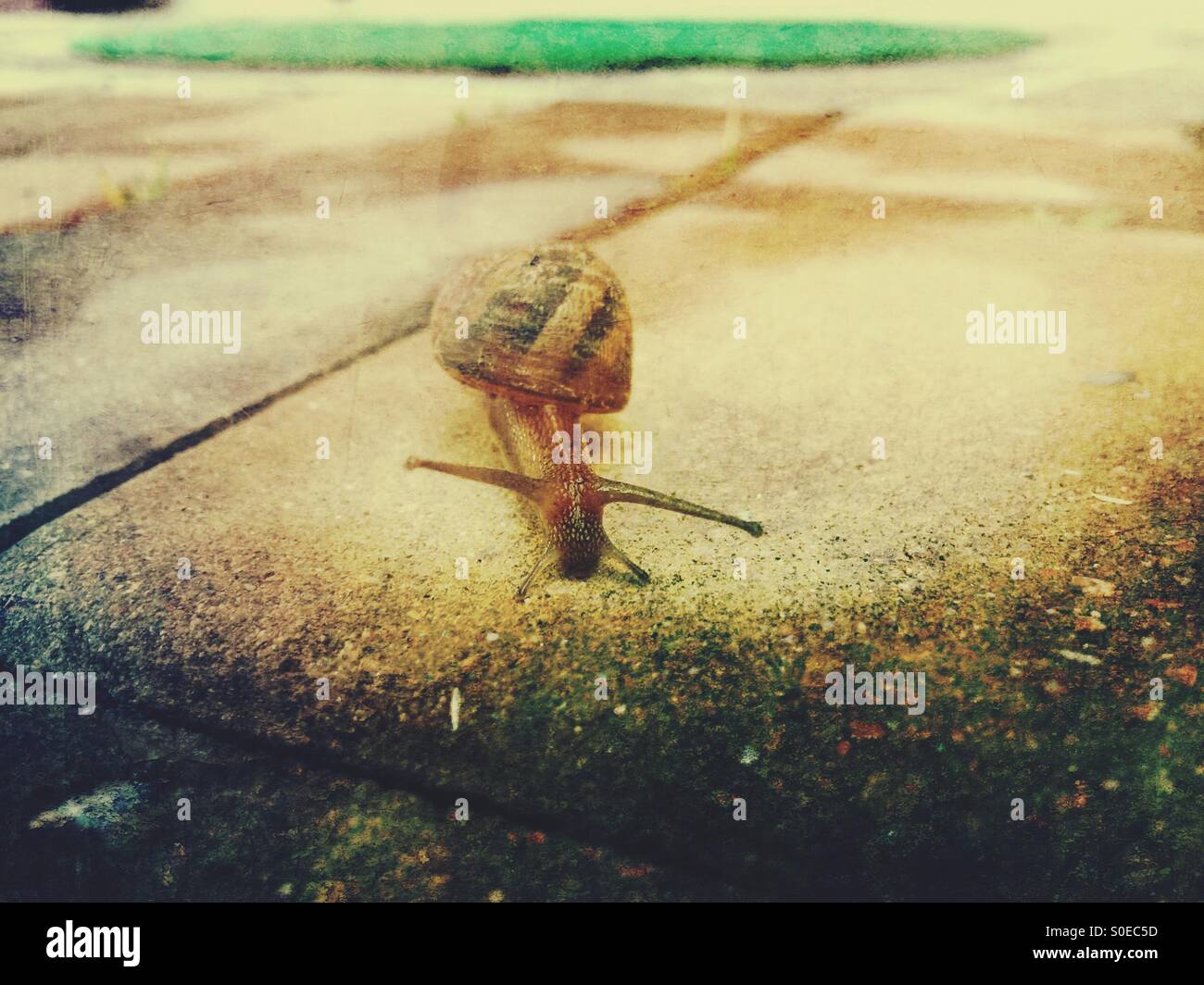 Snail insects hi-res stock photography and images - Alamy