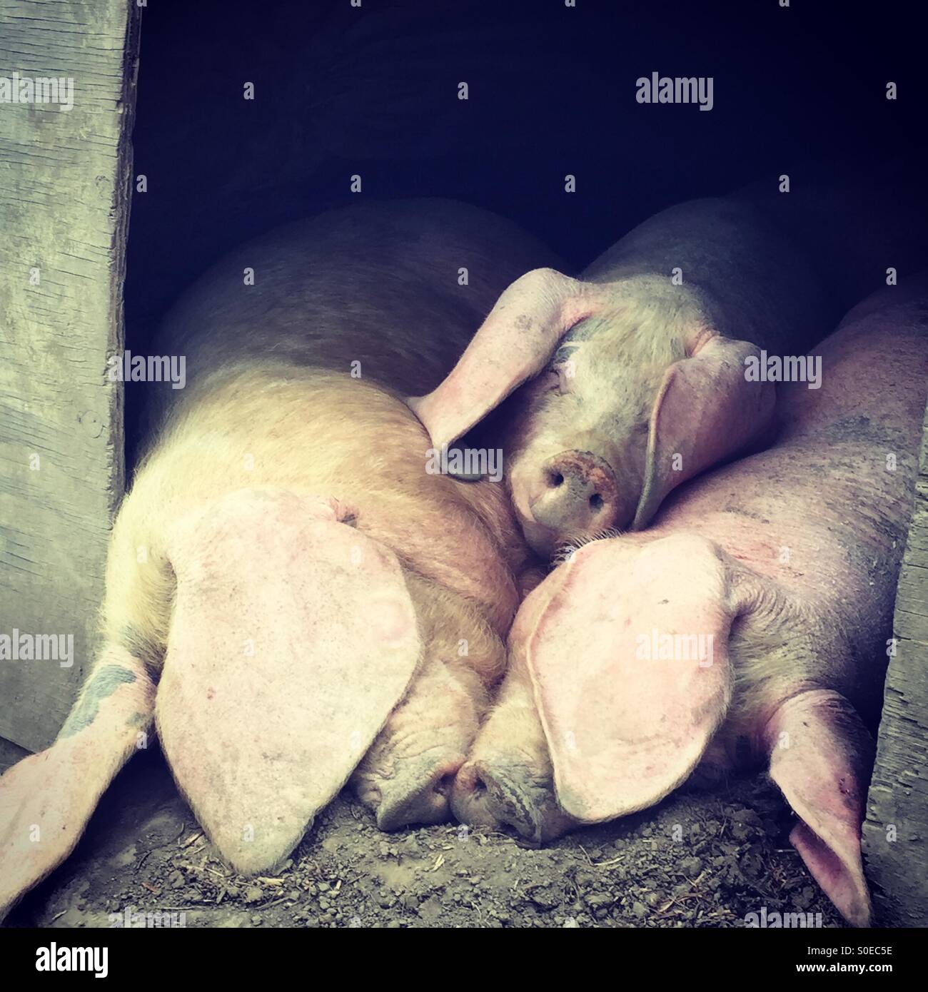 Pigs in sty hi-res stock photography and images - Alamy