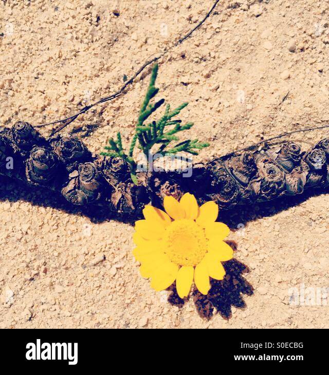 Resurge hi-res stock photography and images - Alamy