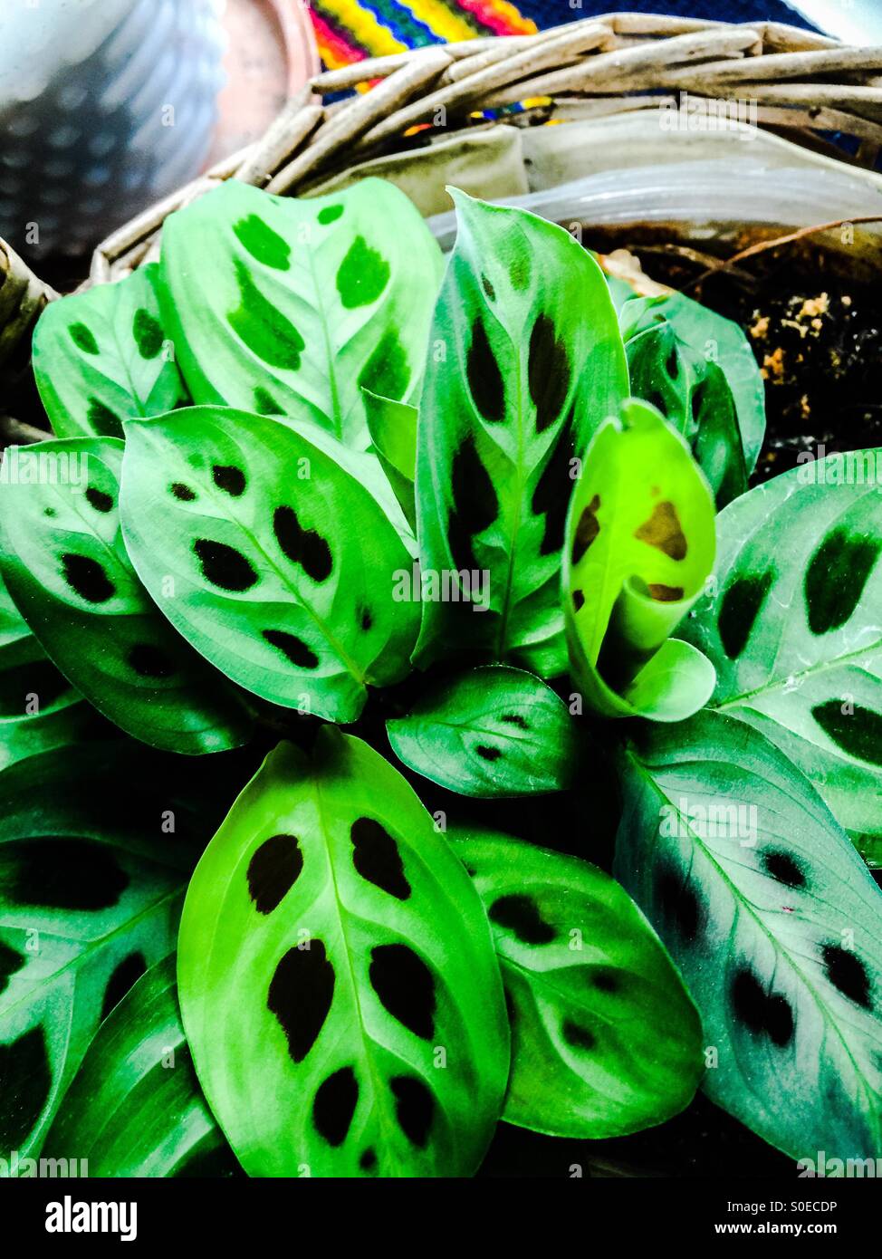 Unfurling leaf hi-res stock photography and images - Alamy