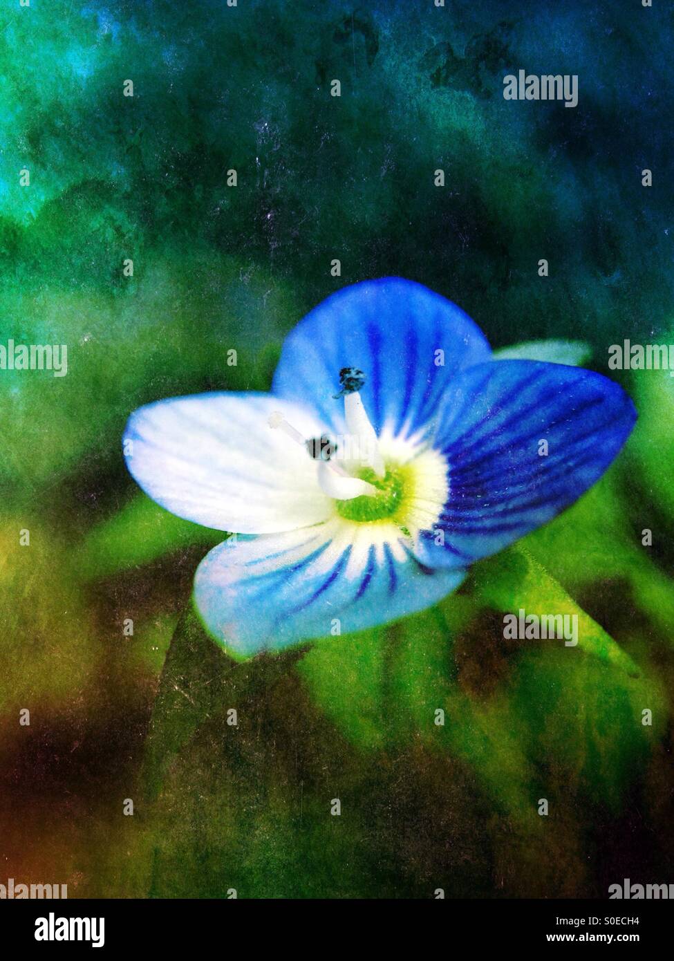 Creeping speedwell hi-res stock photography and images - Alamy