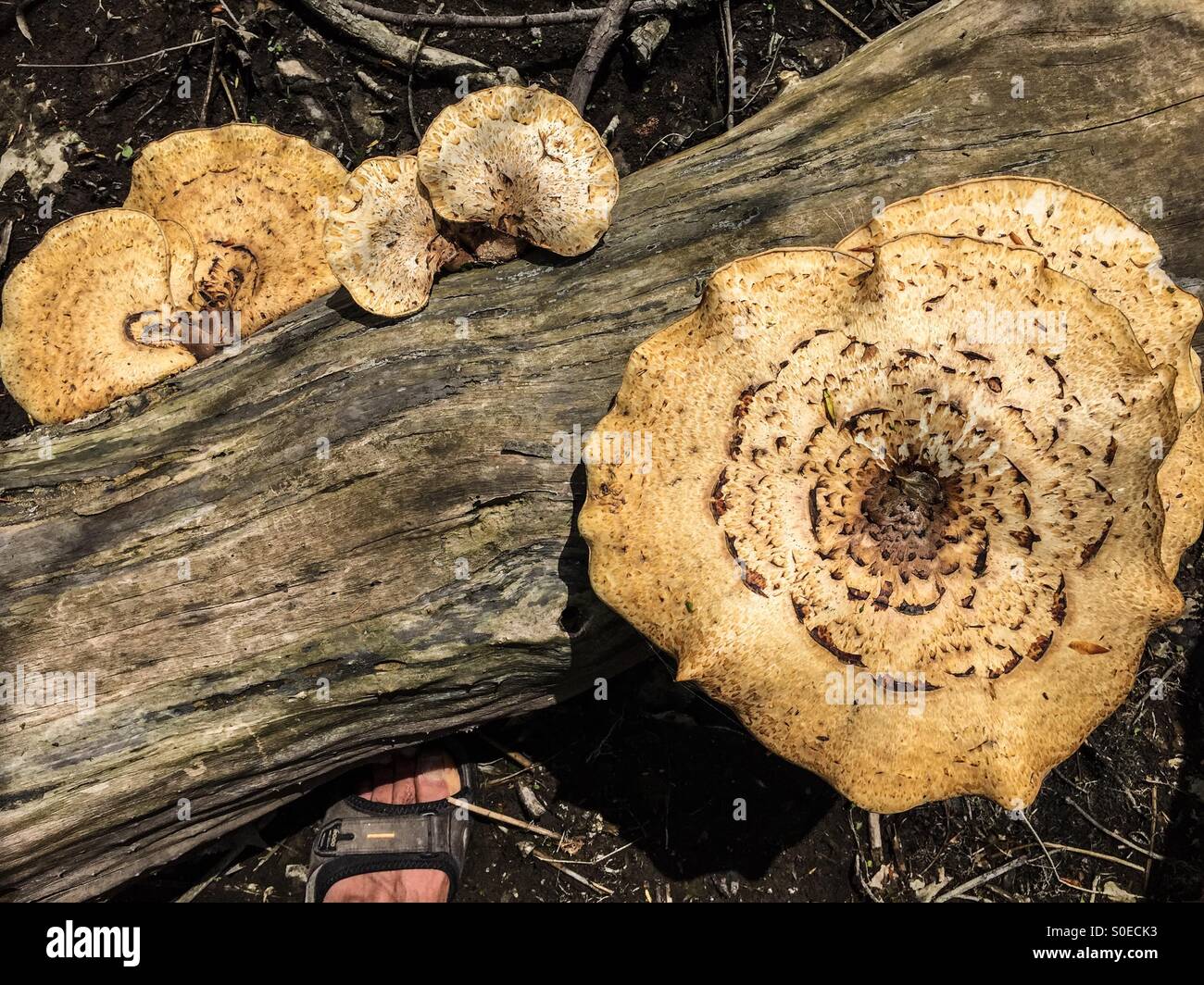 Tree fungus II Stock Photo - Alamy