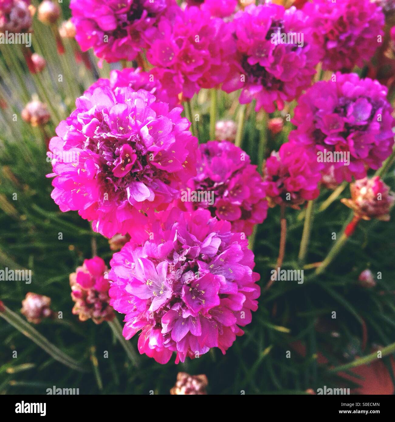 Pink flowers in the glow of a Berlin Sunset Stock Photo - Alamy