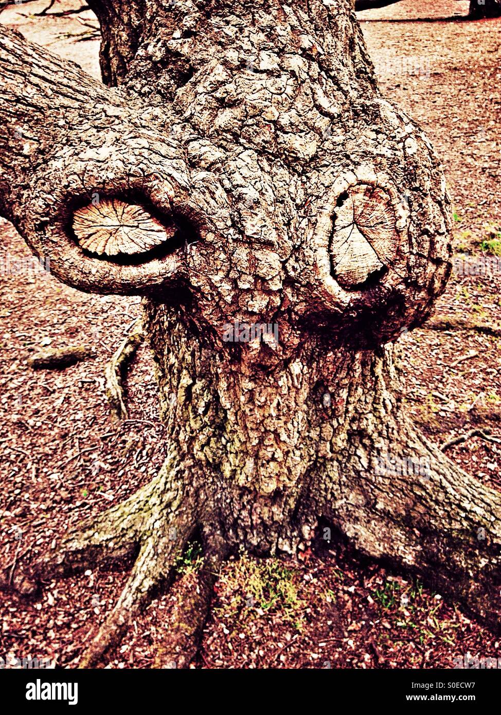 Odd looking tree hi-res stock photography and images - Alamy