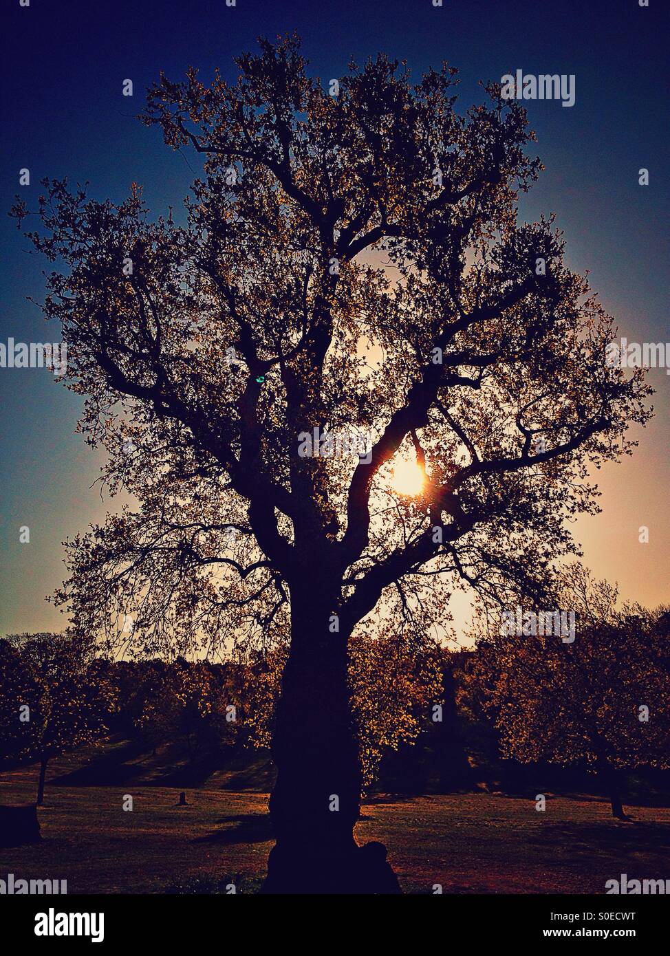 Oak trees field sun hi-res stock photography and images - Alamy