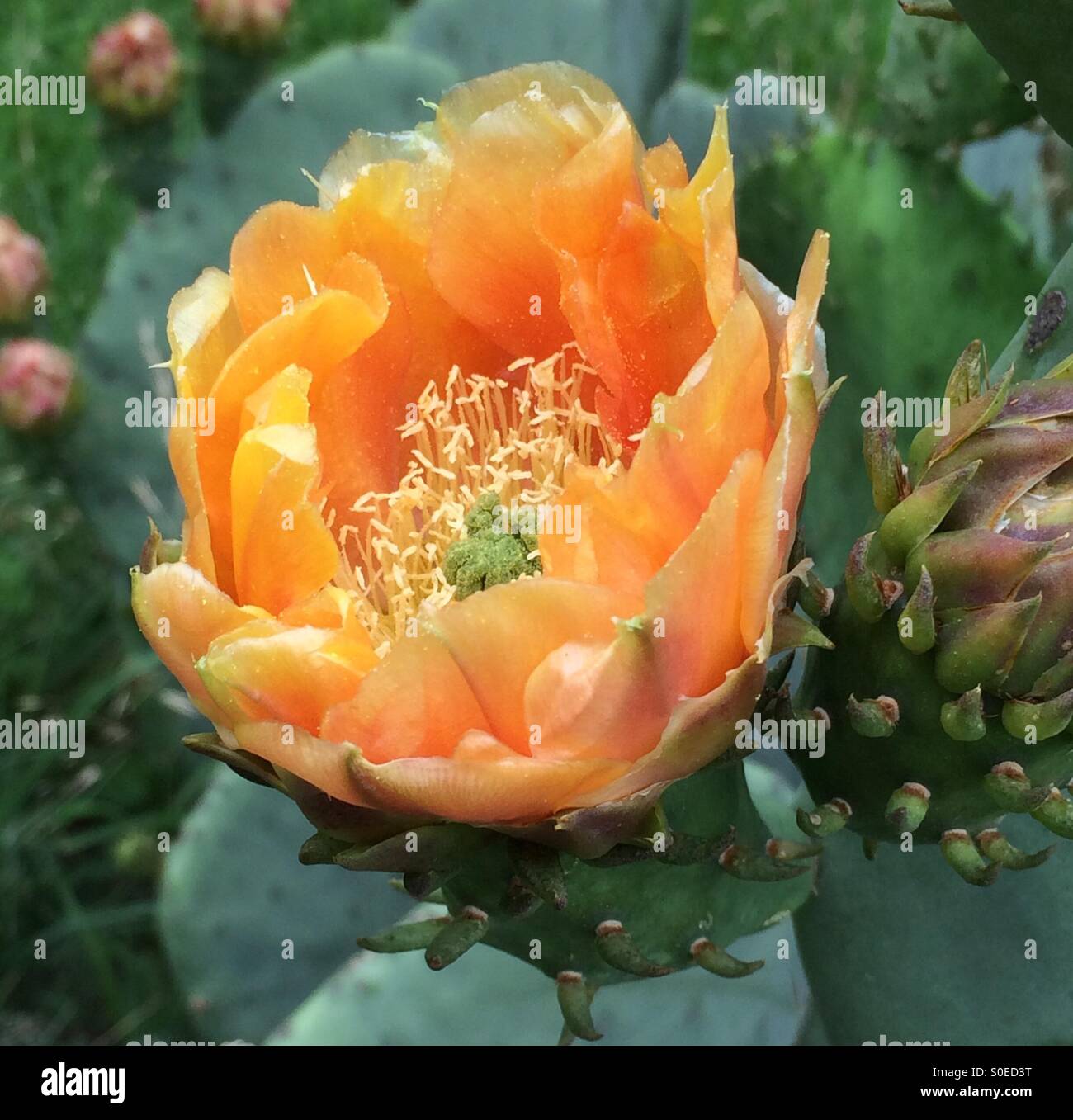 Orange cactus hi-res stock photography and images - Alamy