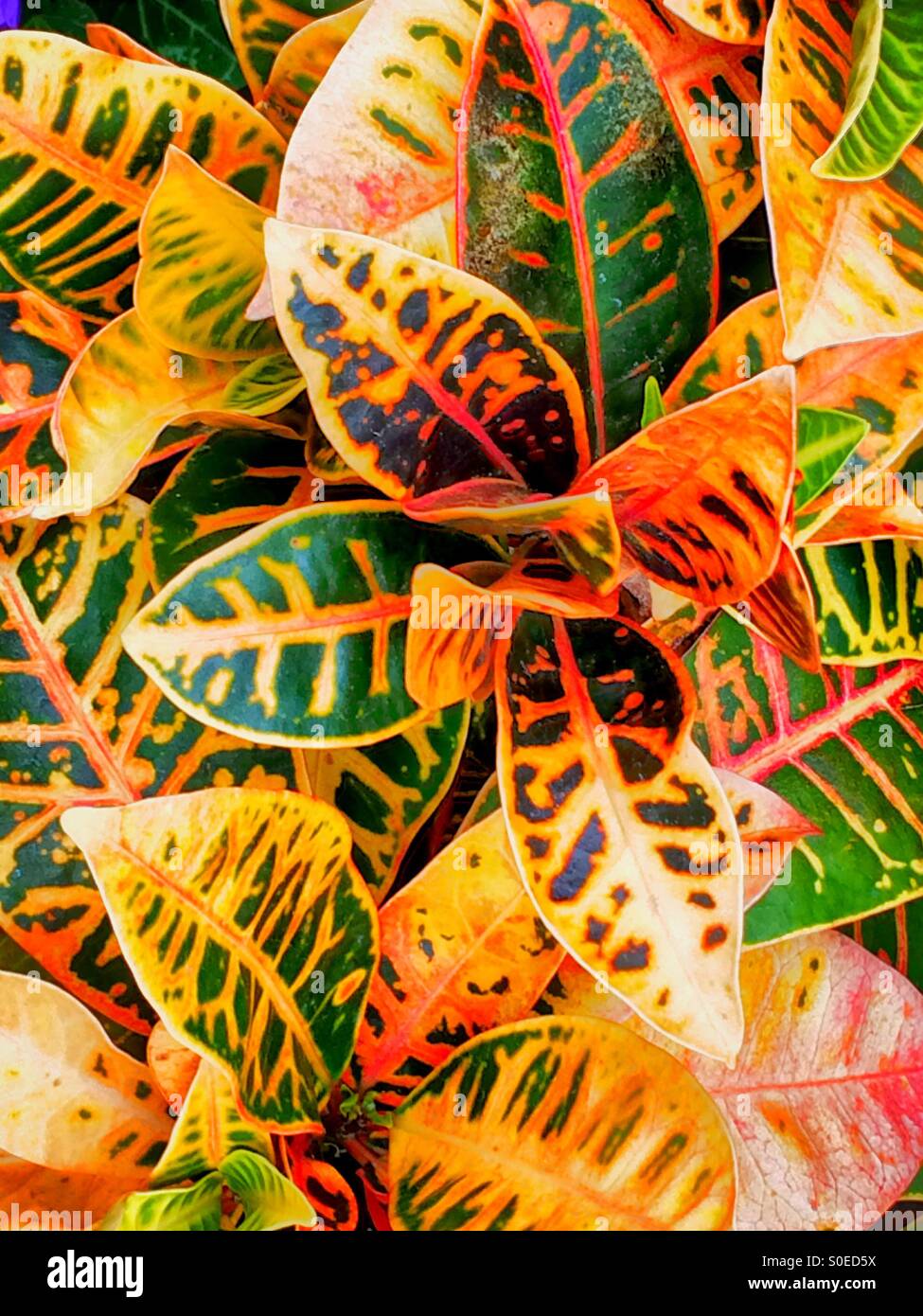 Shiny leaves hi-res stock photography and images - Alamy