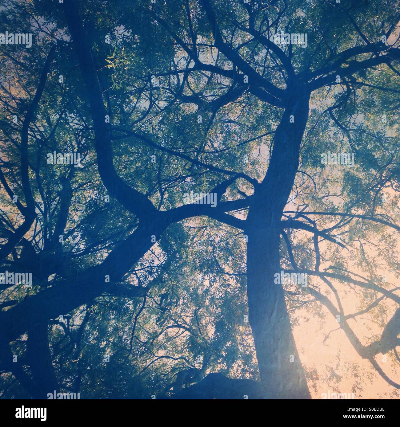 Looking up at a tree Stock Photo - Alamy
