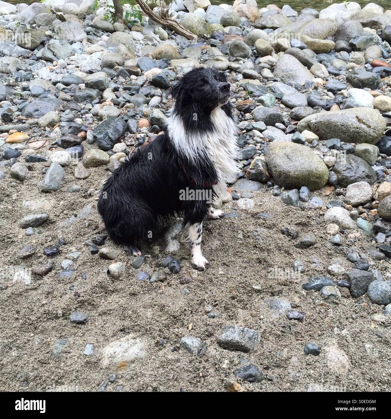 Dog sitting upright hi-res stock photography and images - Alamy