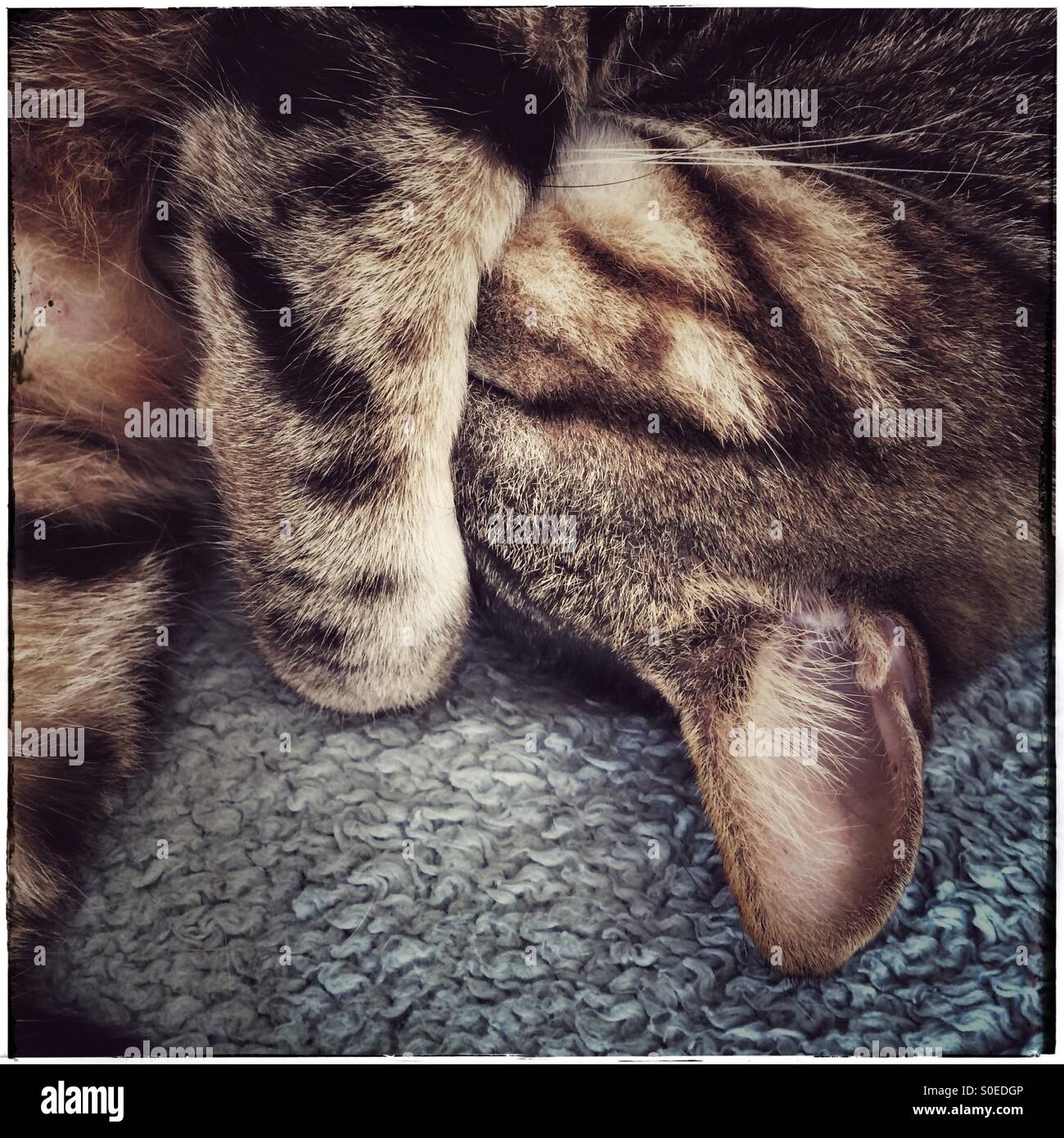 Paw covering eye hi-res stock photography and images - Alamy