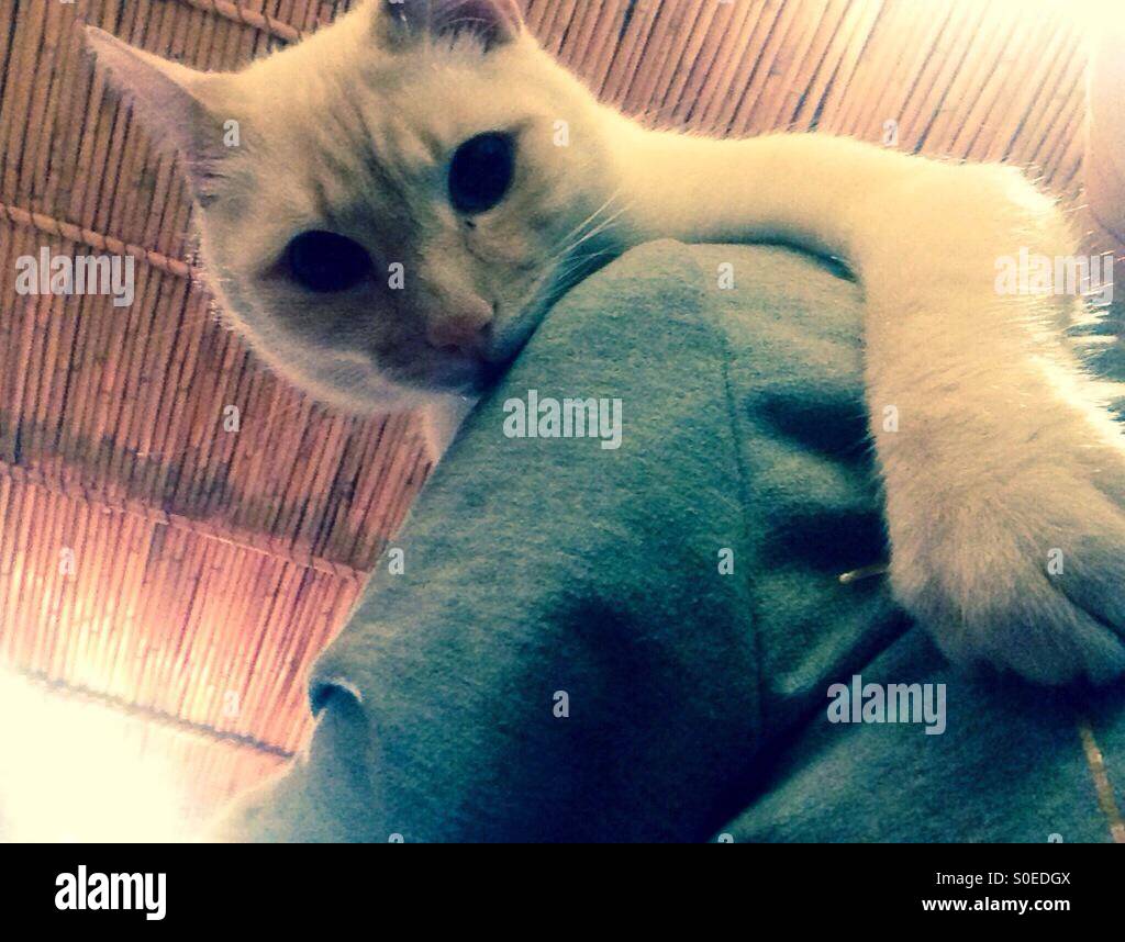 Cat hanging out on shoulder Stock Photo - Alamy