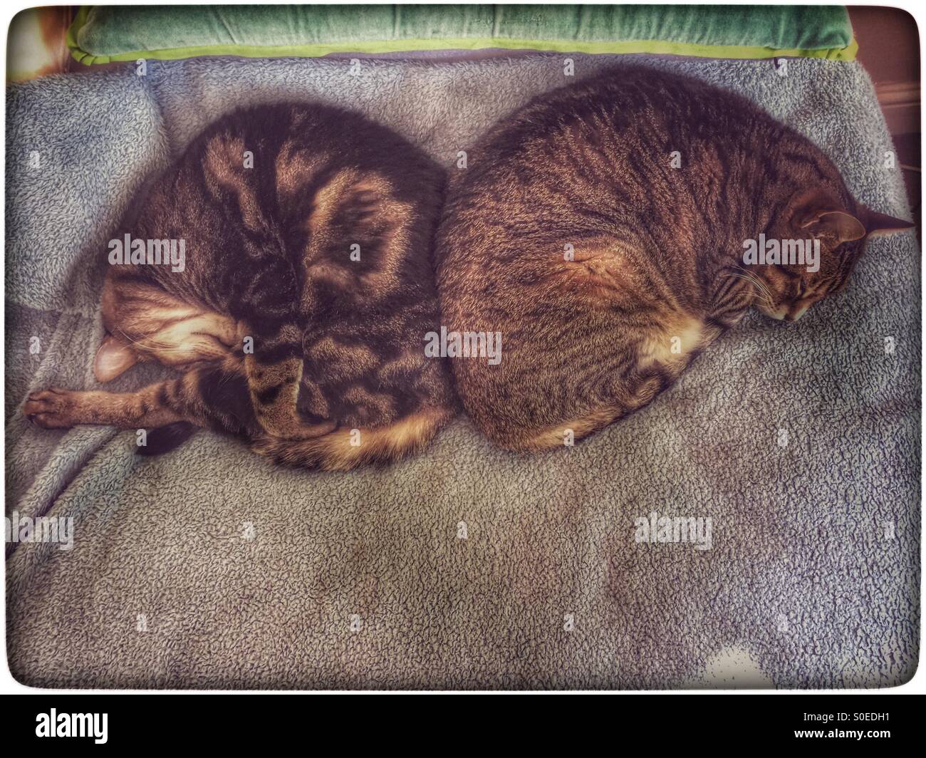 Two sleeping cats on bed Stock Photo - Alamy