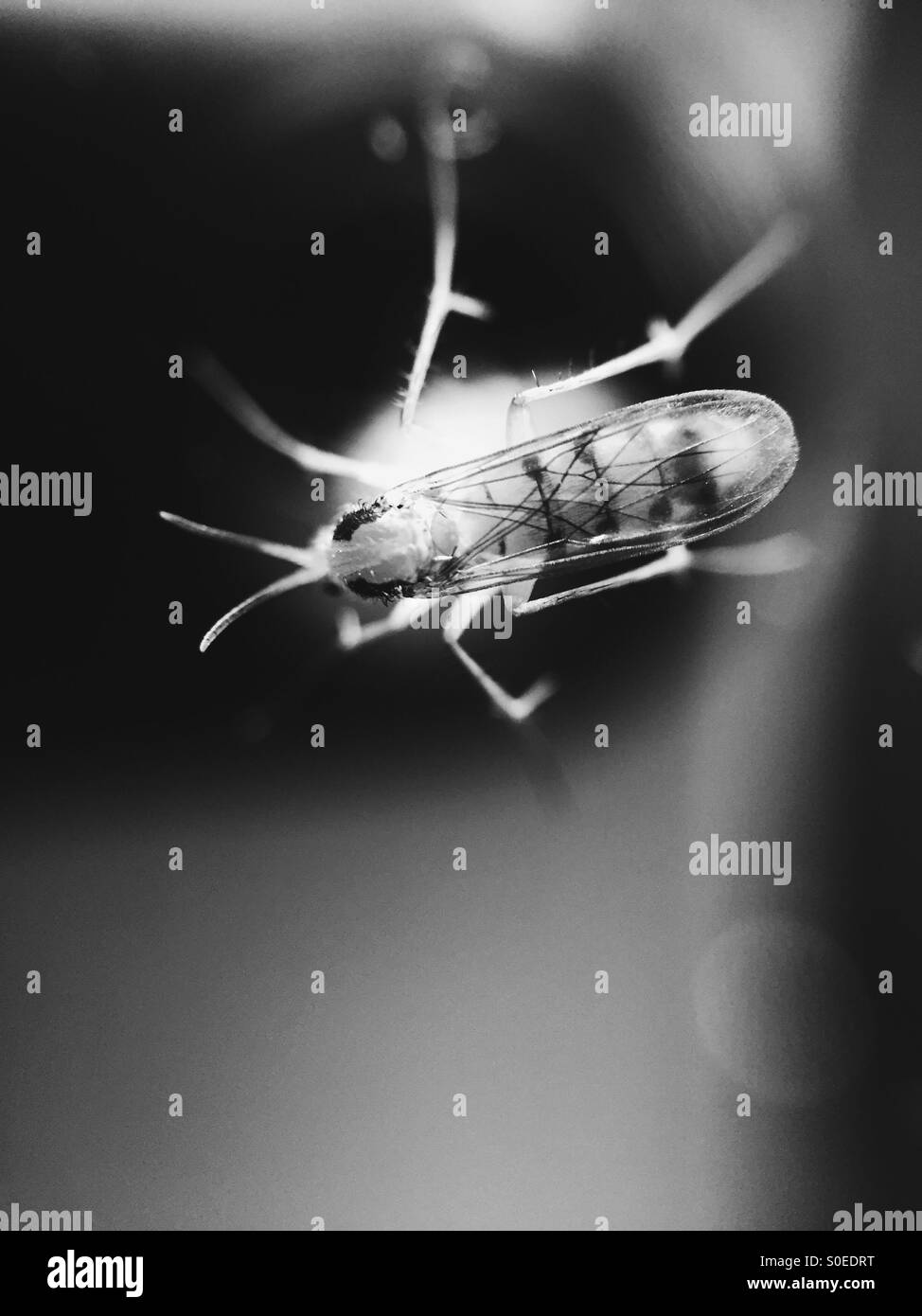 Black and white bugs hi-res stock photography and images - Alamy