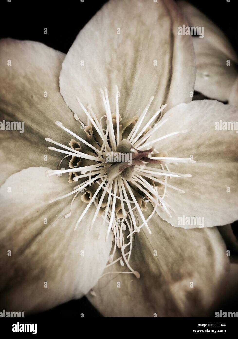 Blomma hi-res stock photography and images - Alamy