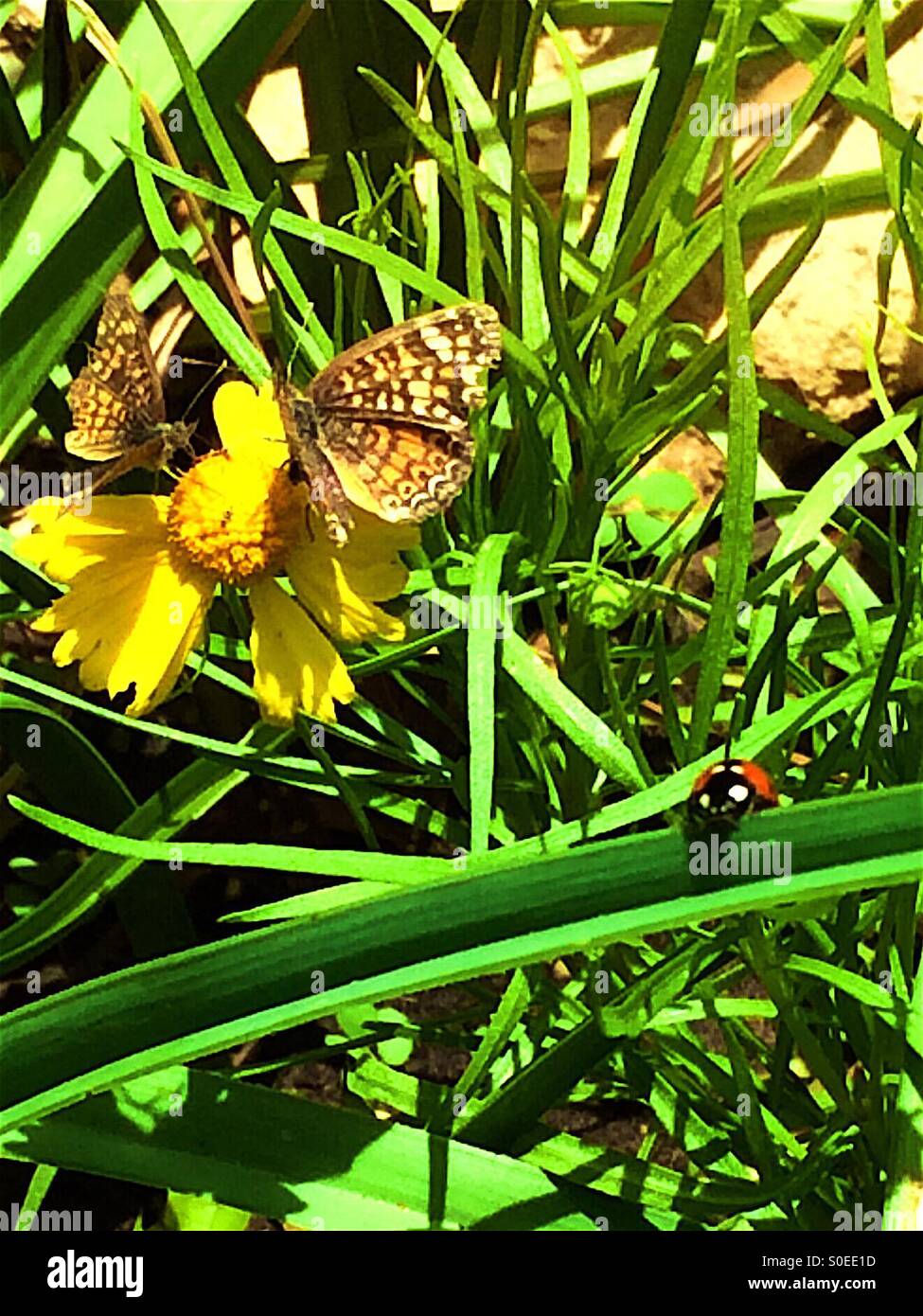 Butterflies and lady bug Stock Photo - Alamy