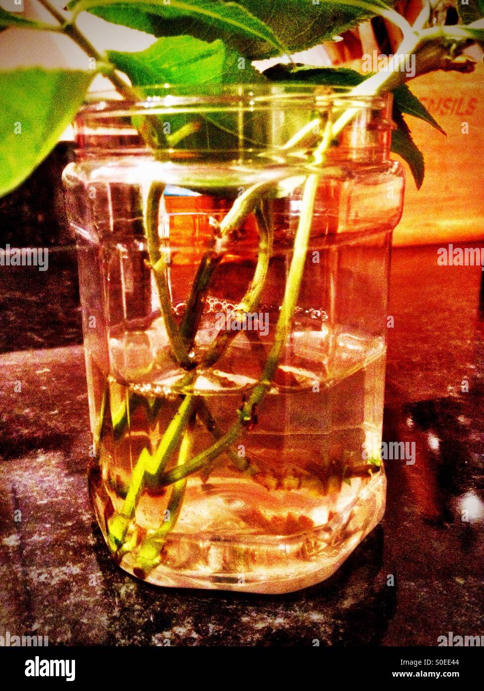 Rooting a cutting hi-res stock photography and images - Alamy