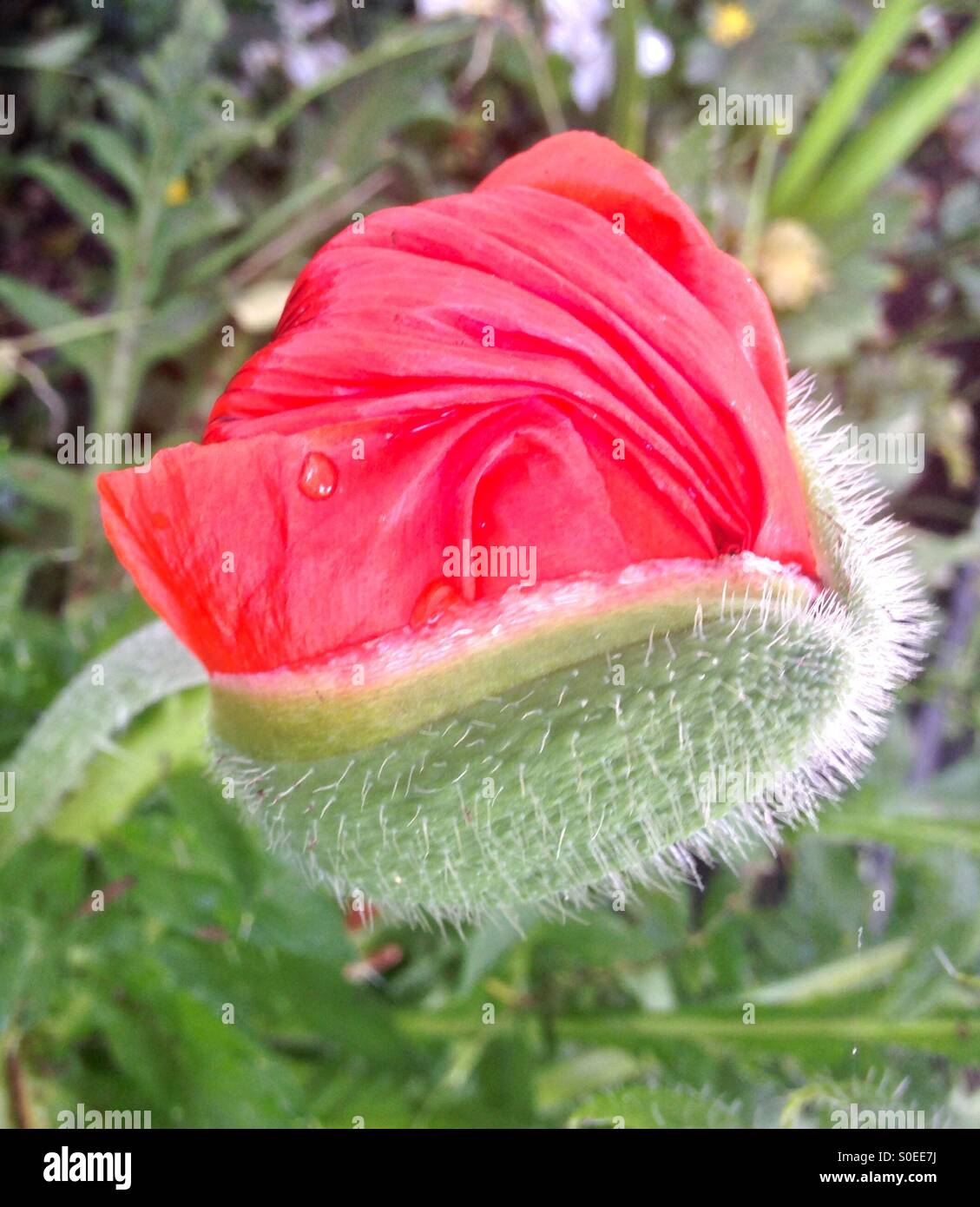 Popping pod hi-res stock photography and images - Alamy