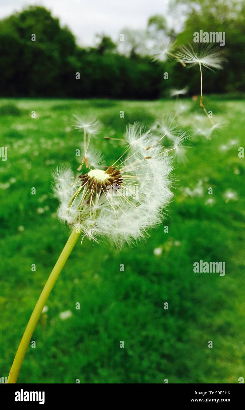 Seed walk hi-res stock photography and images - Alamy