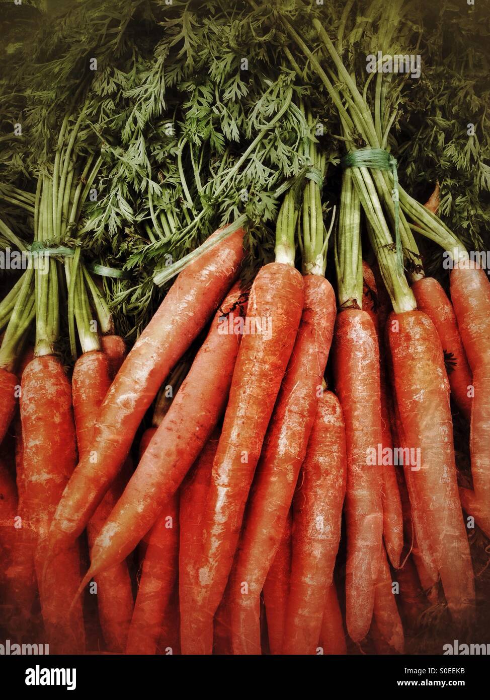 Bunches of Carrots Stock Photo - Alamy