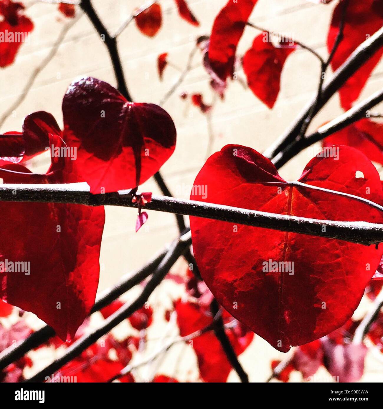 Red heart leaf Stock Photo - Alamy