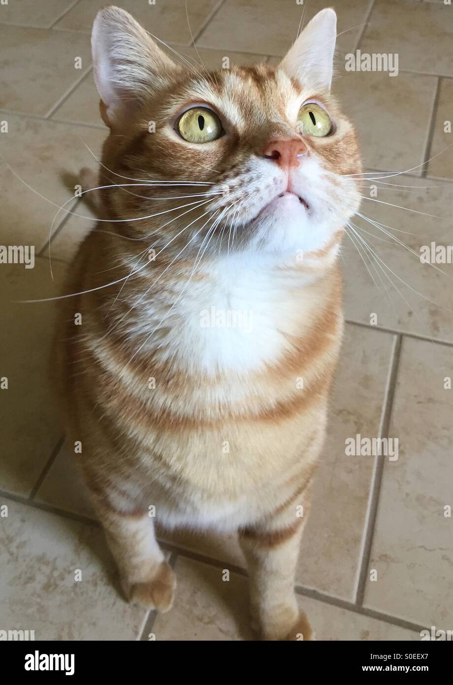 Marmalade cat hi-res stock photography and images - Alamy