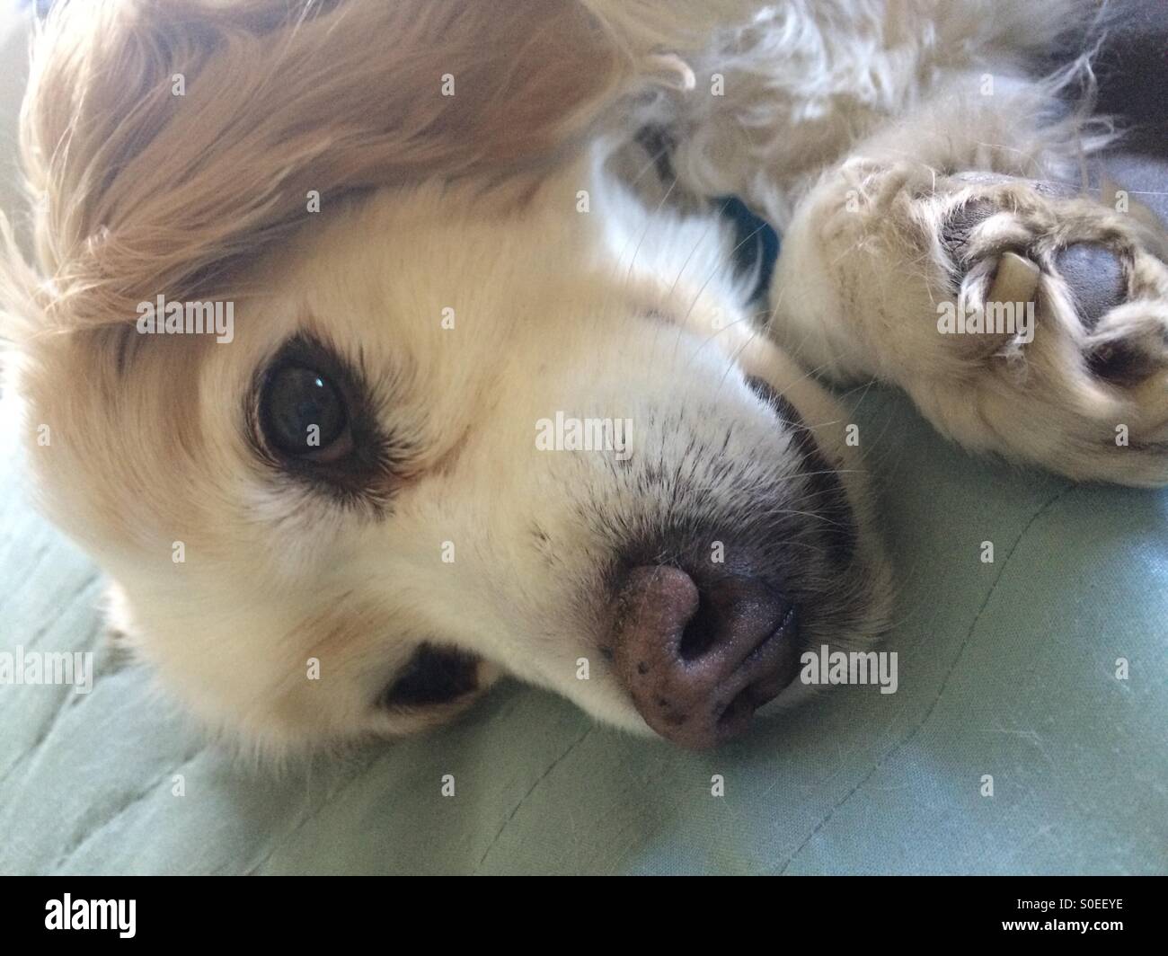 Happy Dog relaxing Stock Photo - Alamy