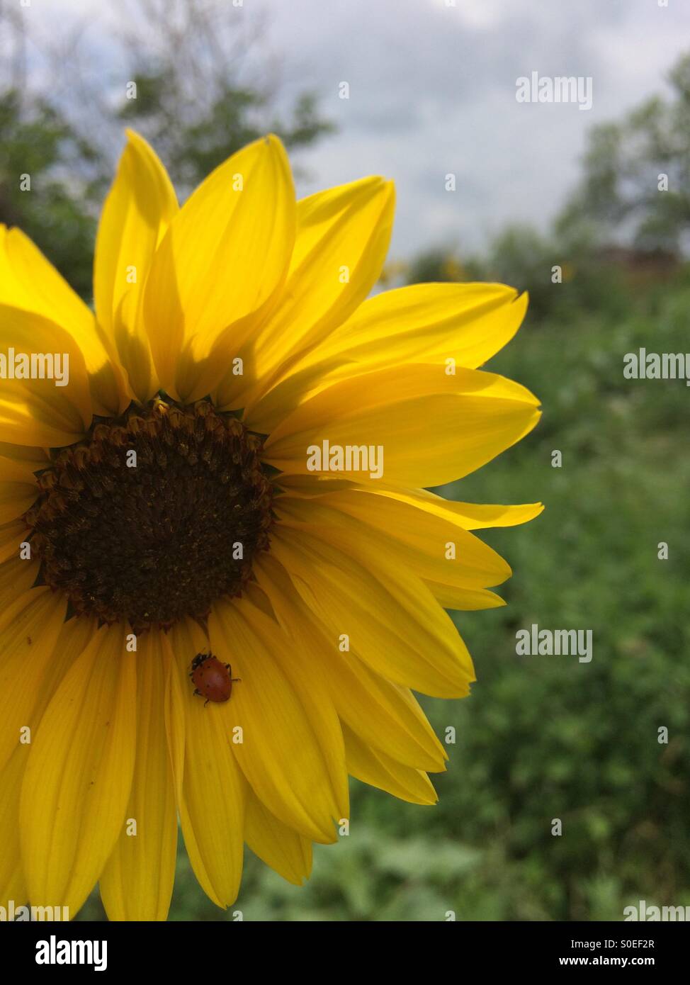 Sun flower and lady bug Stock Photo - Alamy