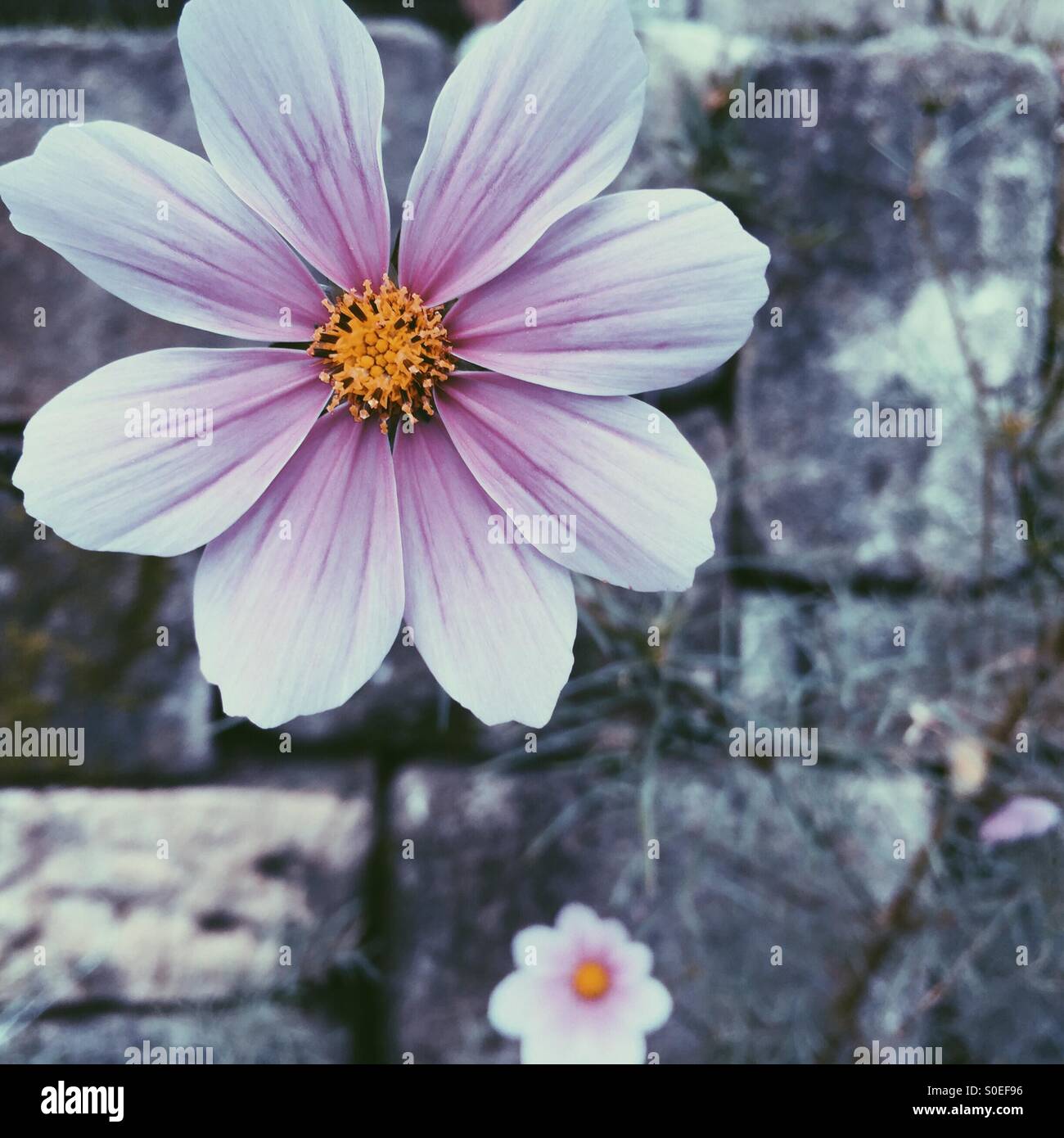 Two daisies hi-res stock photography and images - Alamy