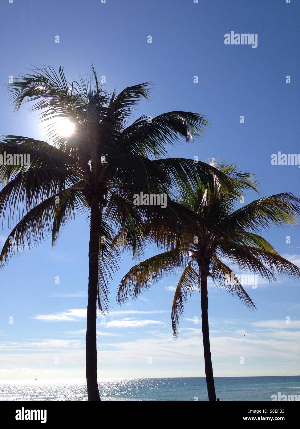 Palm tree ocean sunshine hi-res stock photography and images - Alamy