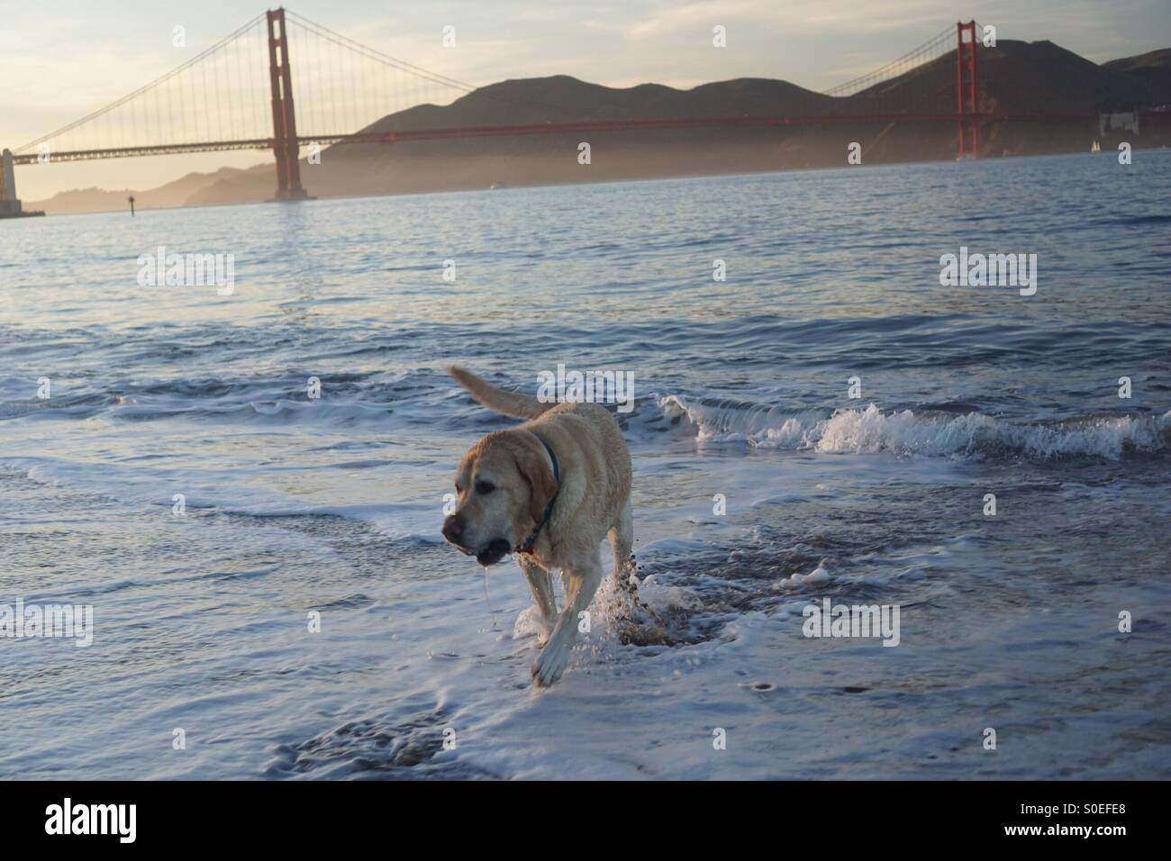 Lab requires some scenery to chase his ball Stock Photo - Alamy