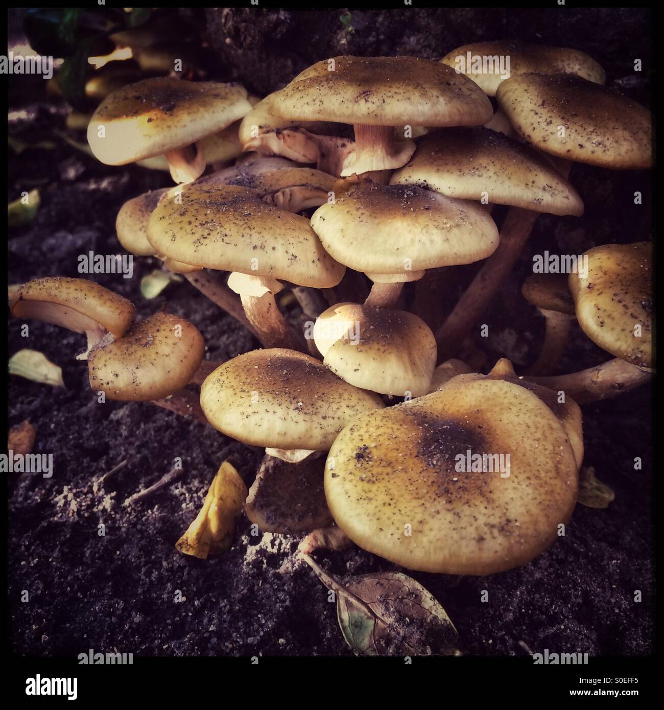 Under the mushroom hi-res stock photography and images - Alamy