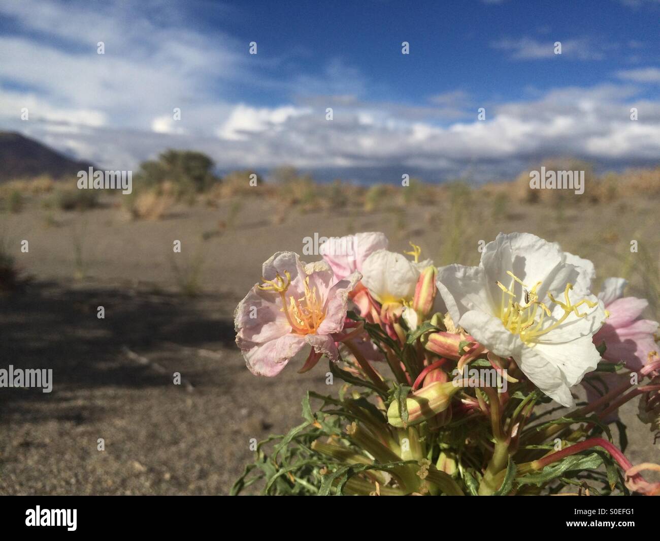 Nevada desert flowers hi-res stock photography and images - Alamy