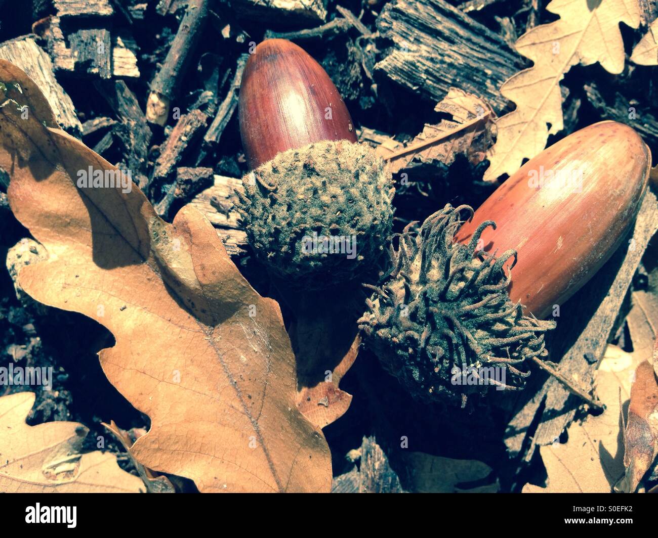 Acorns Autumn Stock Photos & Acorns Autumn Stock Images - Alamy