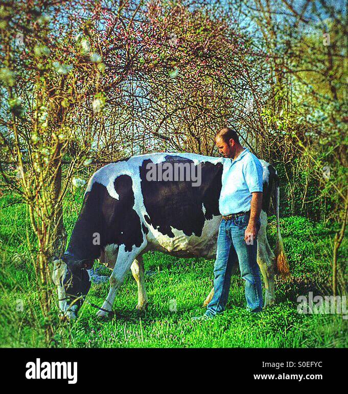 Holstein milk cow and farmer Stock Photo - Alamy