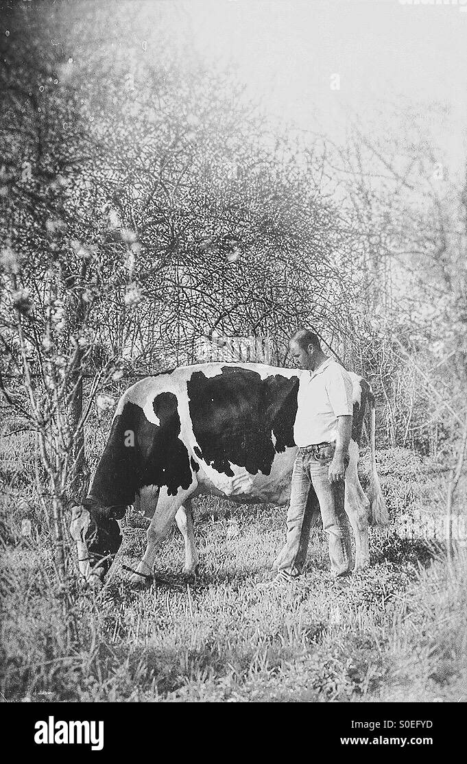 Farmer with holstein cow Stock Photo - Alamy